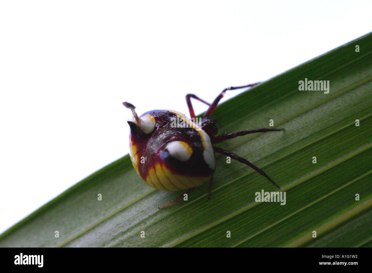 Two spined spider hi-res stock photography and images - Alamy