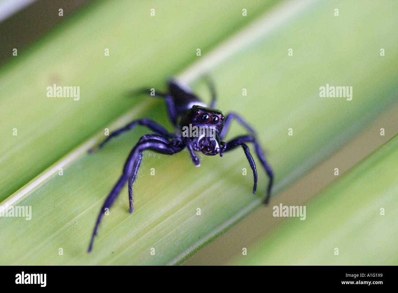 A BLACK JUMPING SPIDER Stock Photo - Alamy
