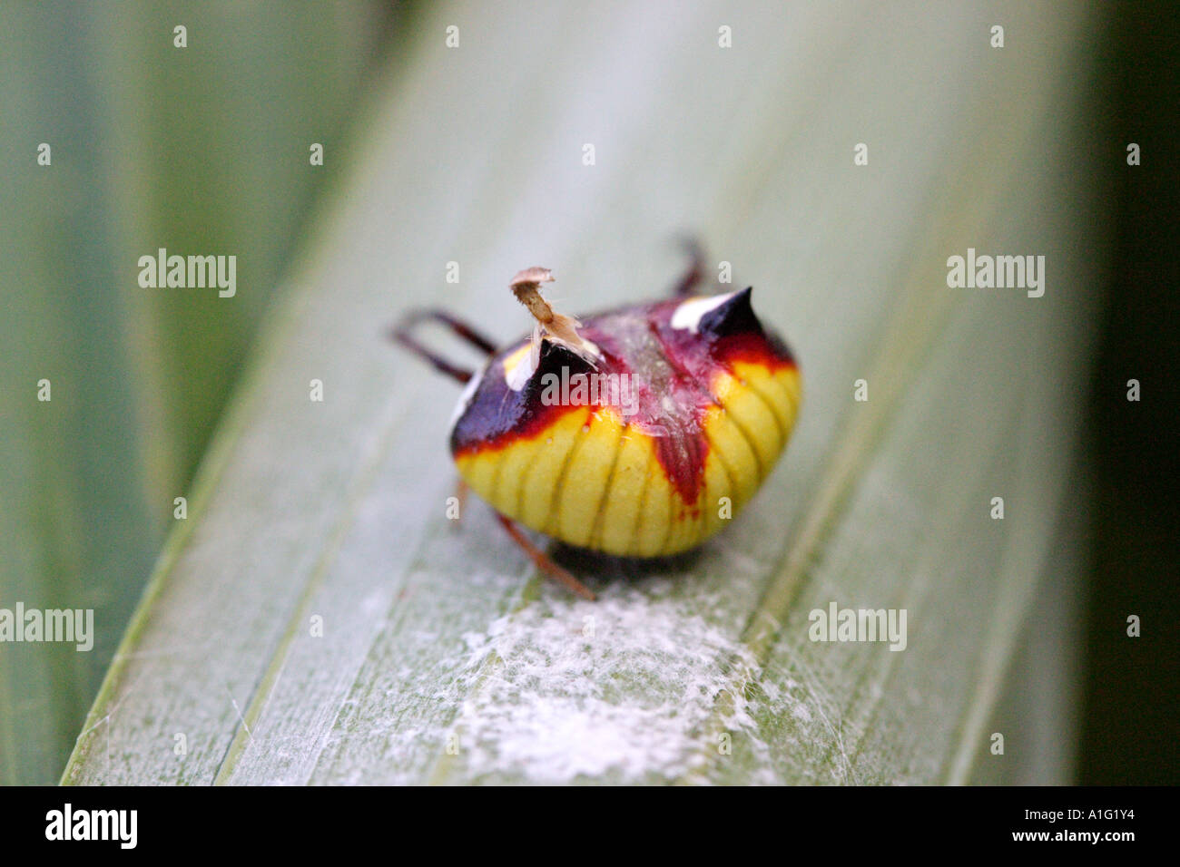 Two spined spider hi-res stock photography and images - Alamy