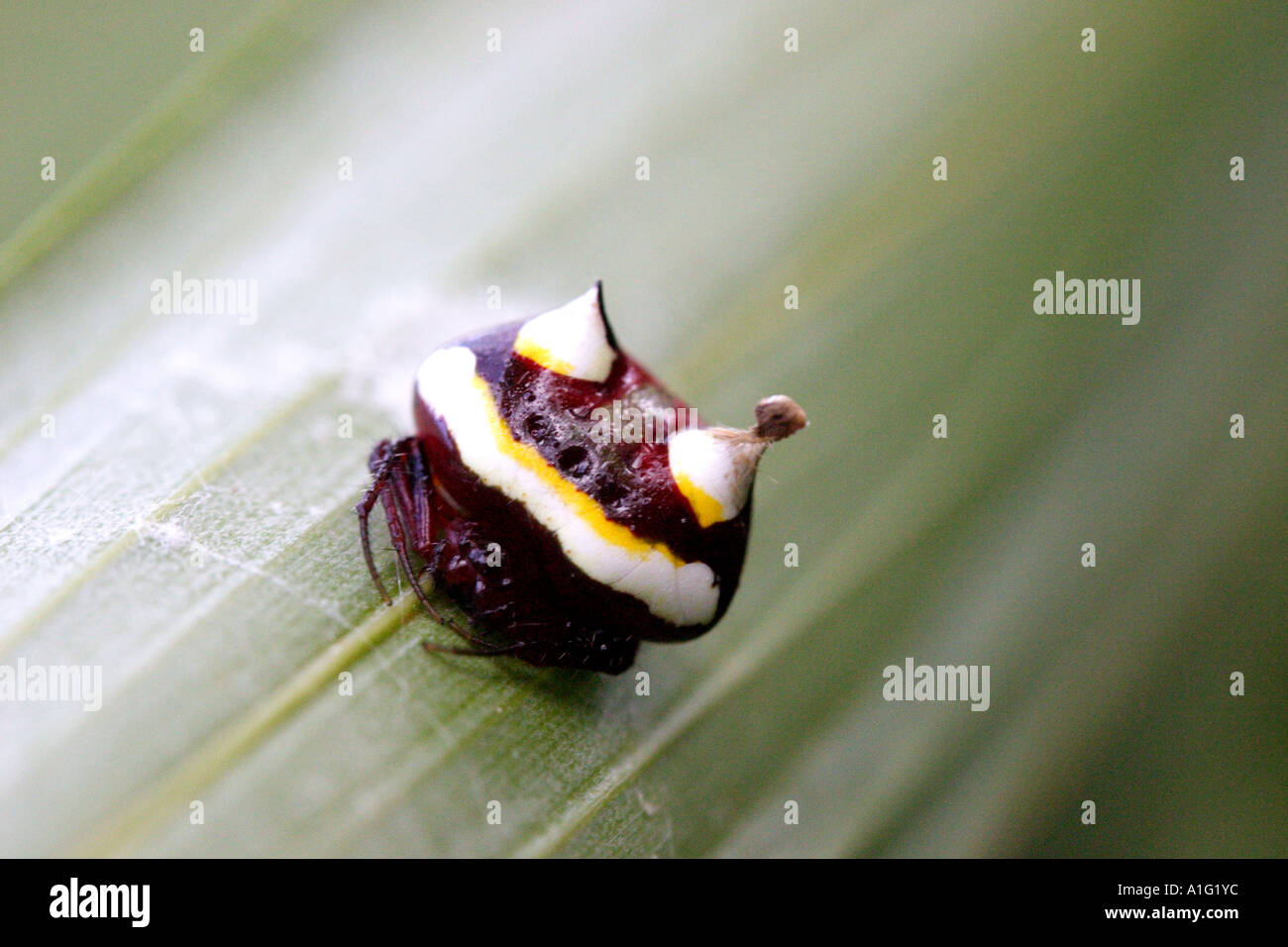 Two spined spider hi-res stock photography and images - Alamy