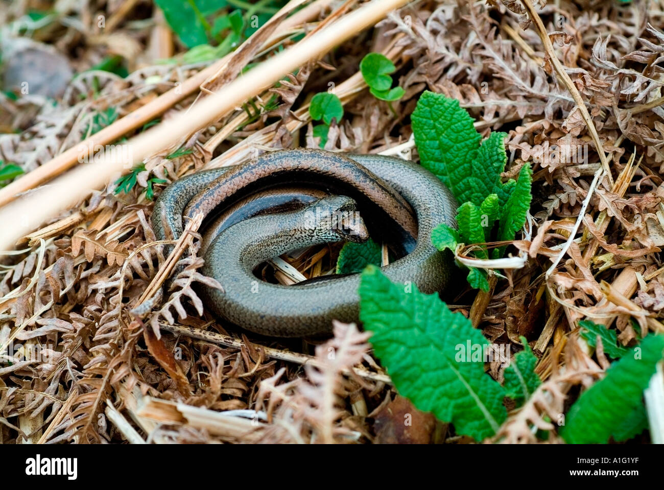 Biting embrace of Slow-worms in bracken Stock Photo - Alamy