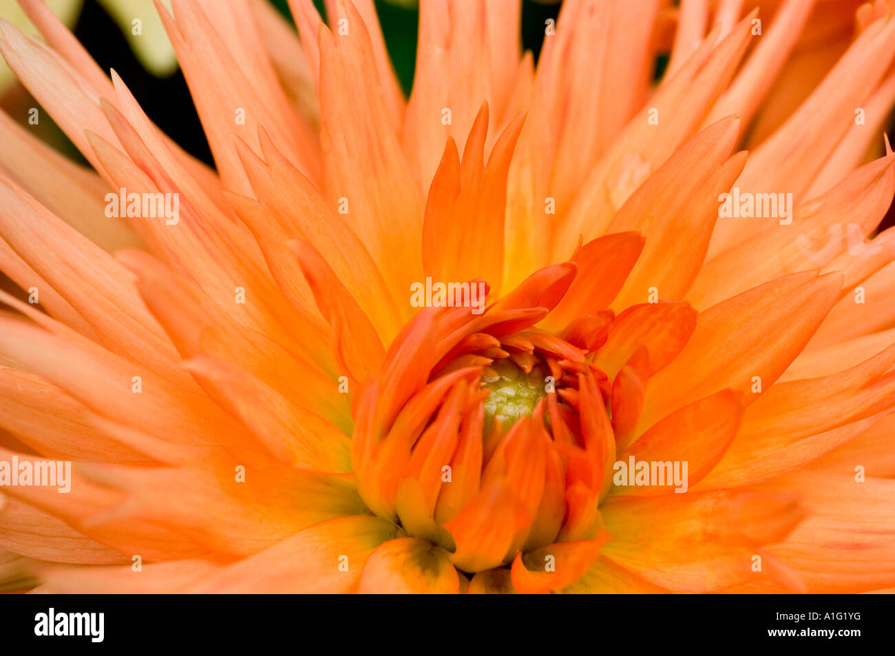 Showcasing pointed petals hi-res stock photography and images - Alamy