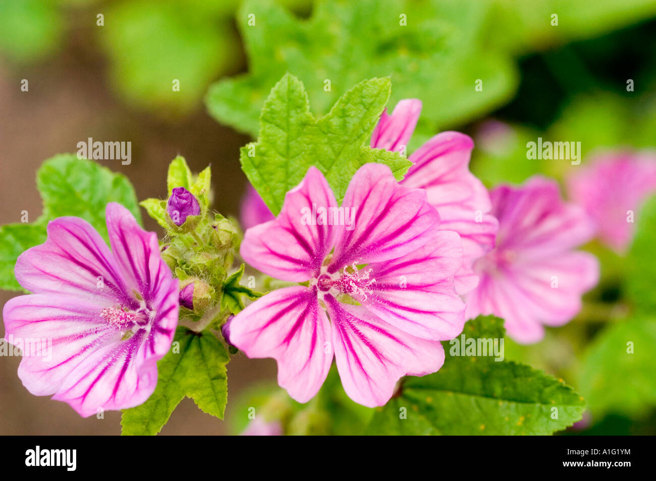 common mallow Malvaceae Malva neglecta Europe Siberia Stock Photo - Alamy