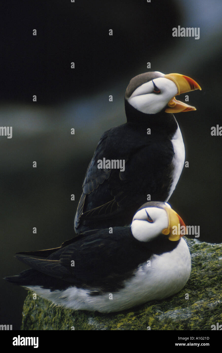 Puffin characteristics hi-res stock photography and images - Alamy