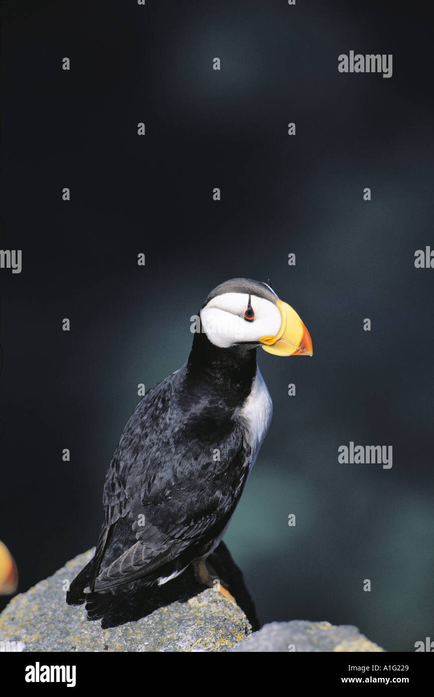 Puffin characteristics hi-res stock photography and images - Alamy