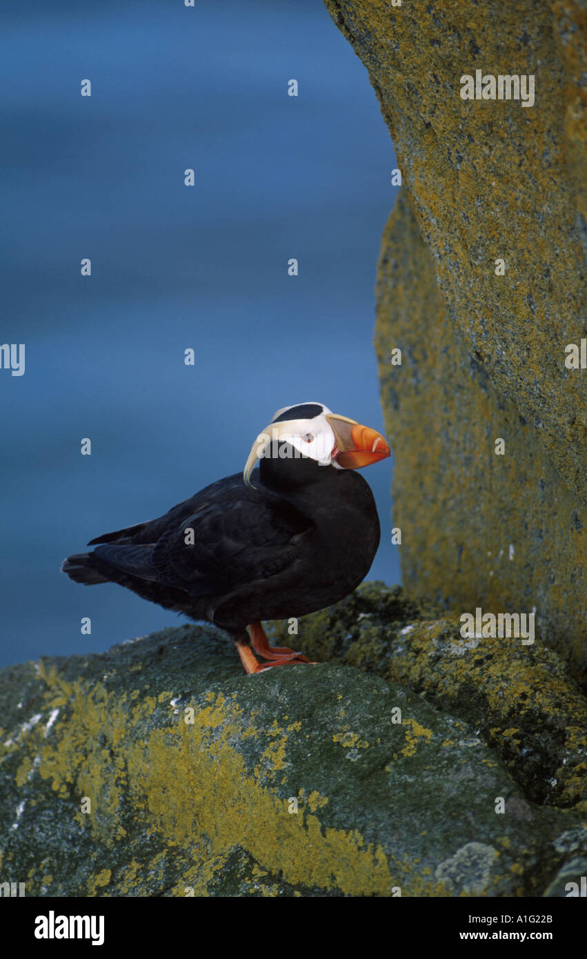 Puffin characteristics hi-res stock photography and images - Alamy