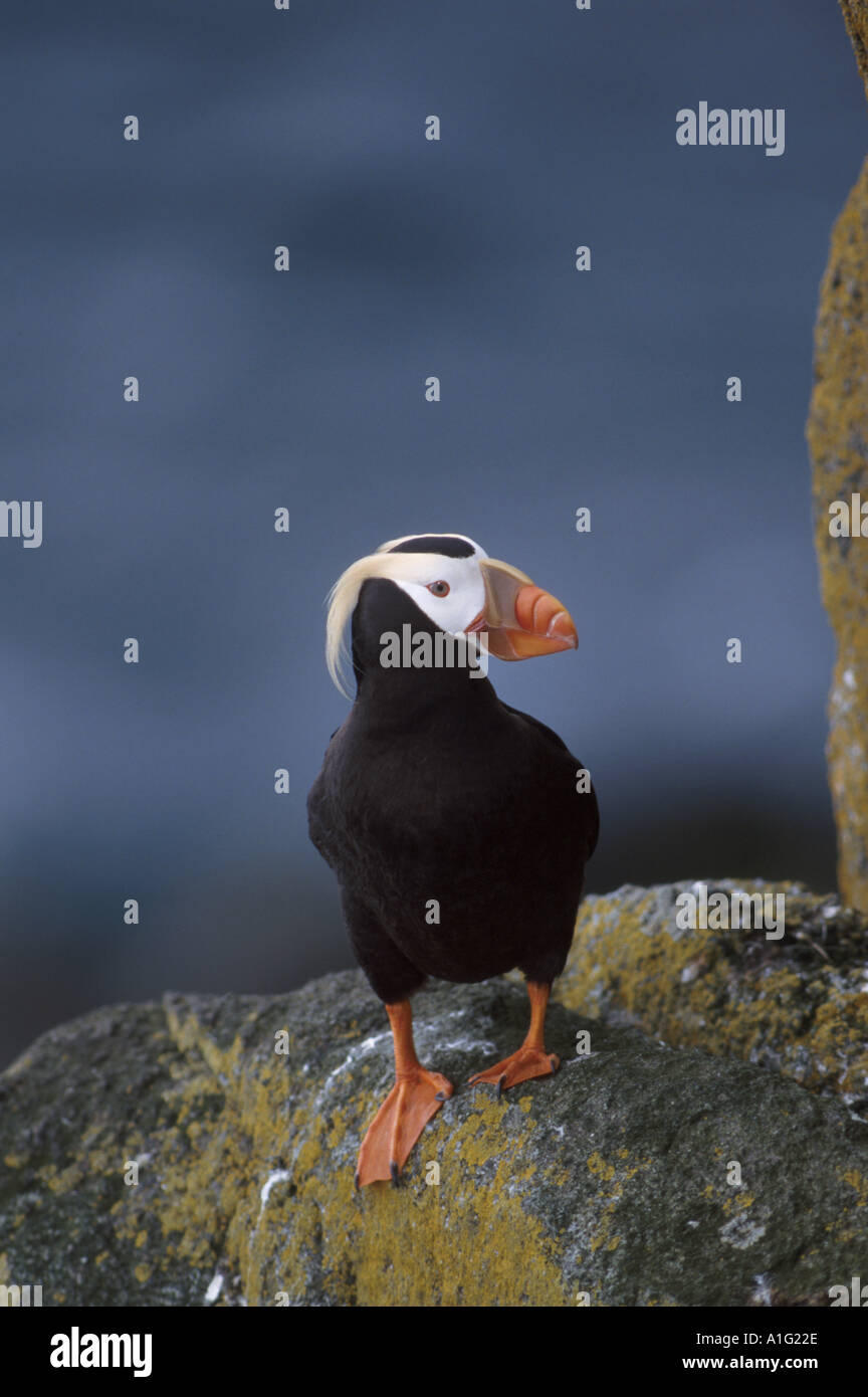 Puffin characteristics hi-res stock photography and images - Alamy