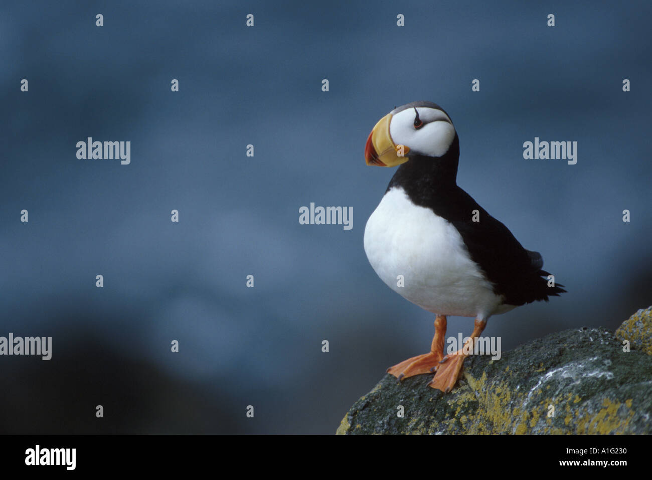 Puffin characteristics hi-res stock photography and images - Alamy