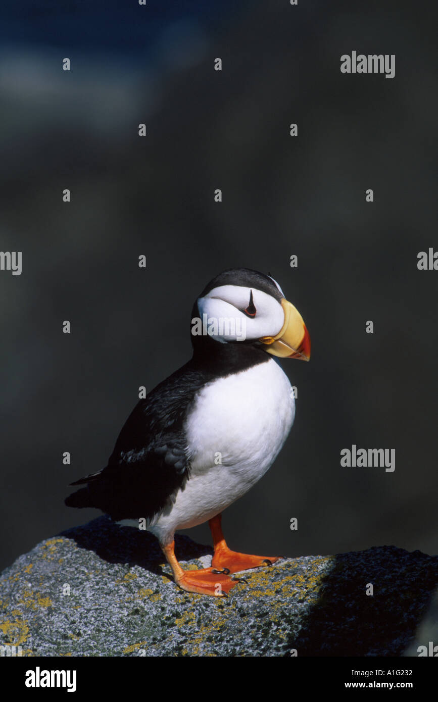 Puffin characteristics hi-res stock photography and images - Alamy