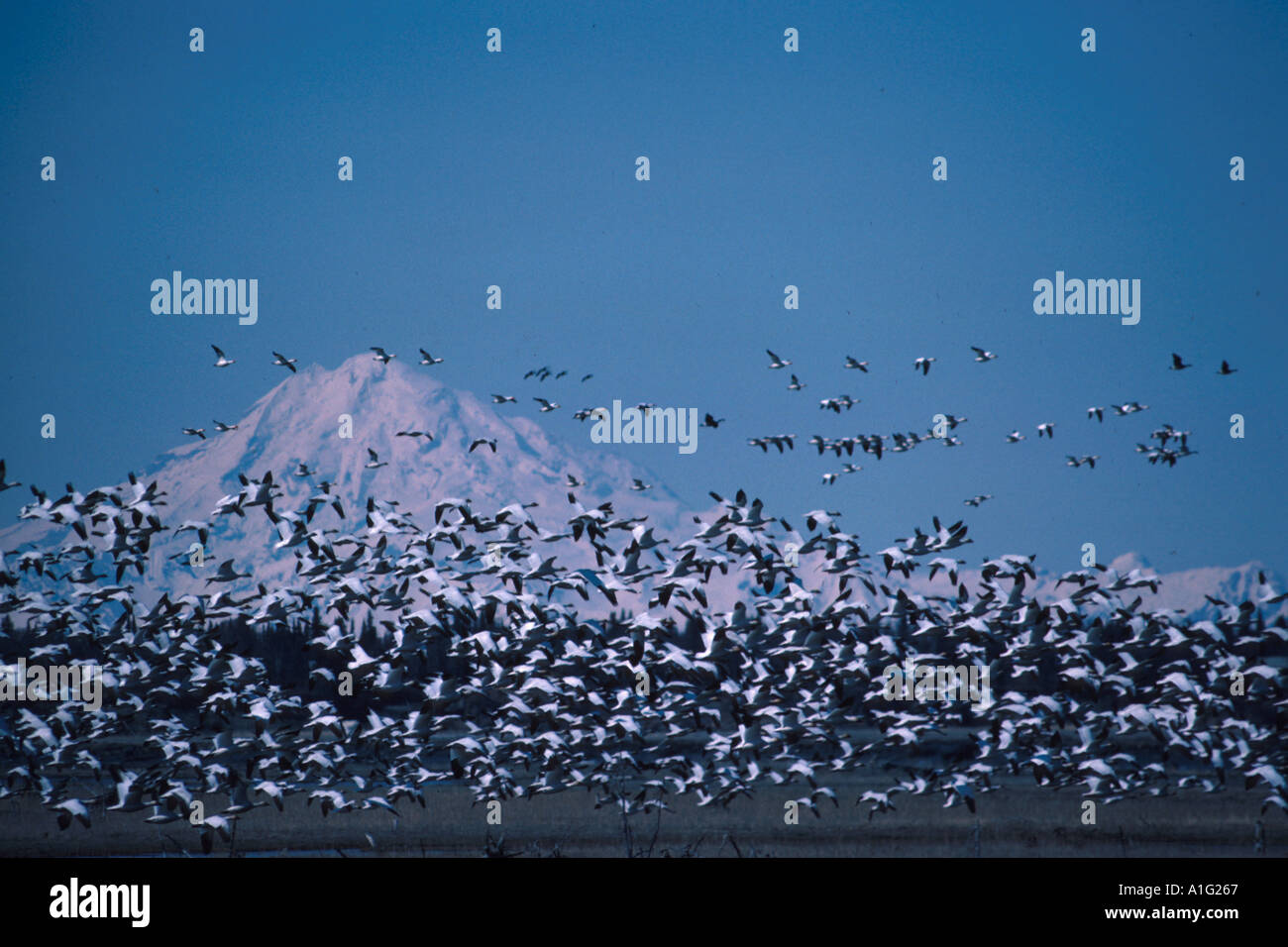 Redoubt kenai alaska hi-res stock photography and images - Alamy