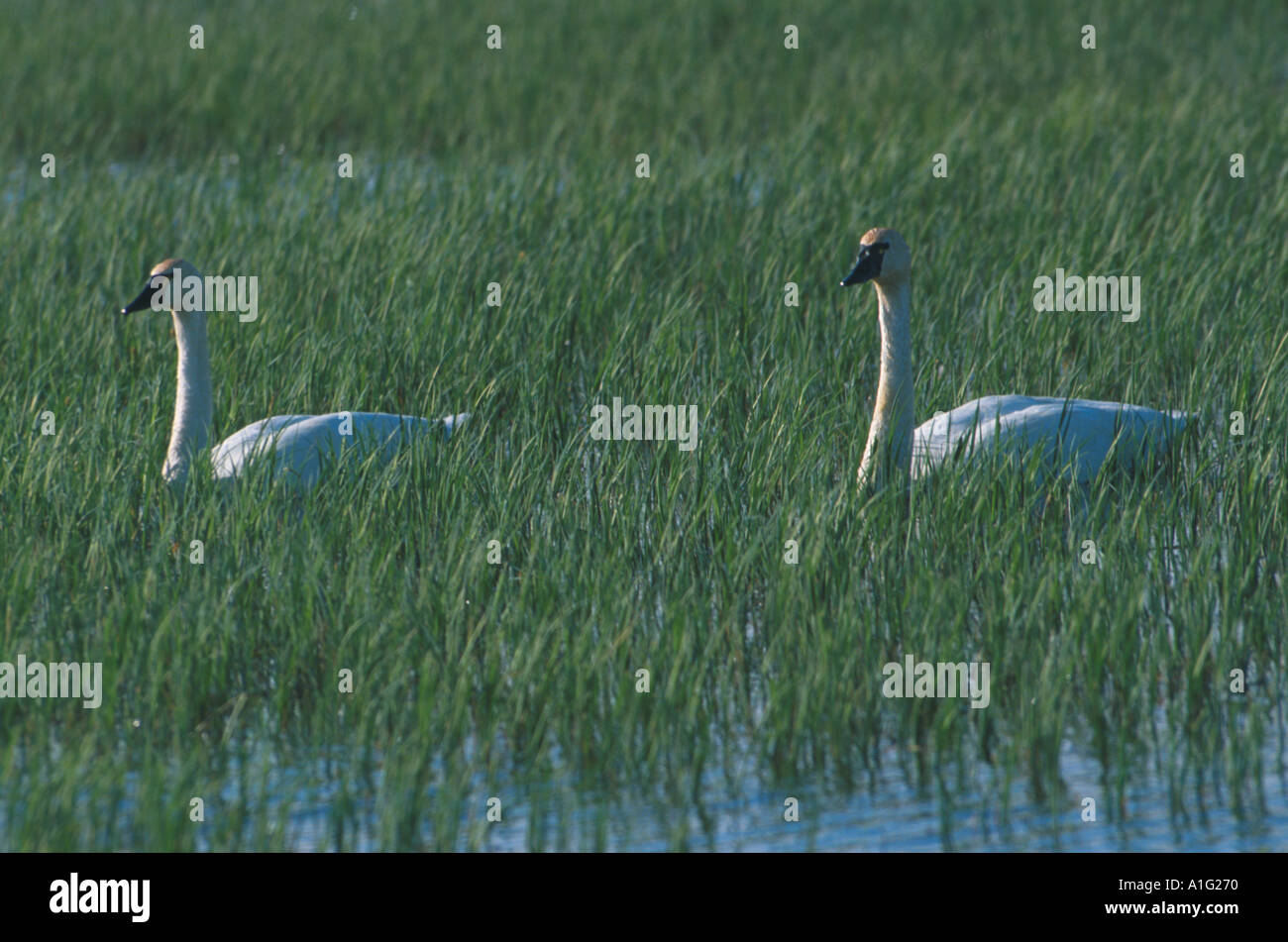 Tundra arctic swans hi-res stock photography and images - Alamy
