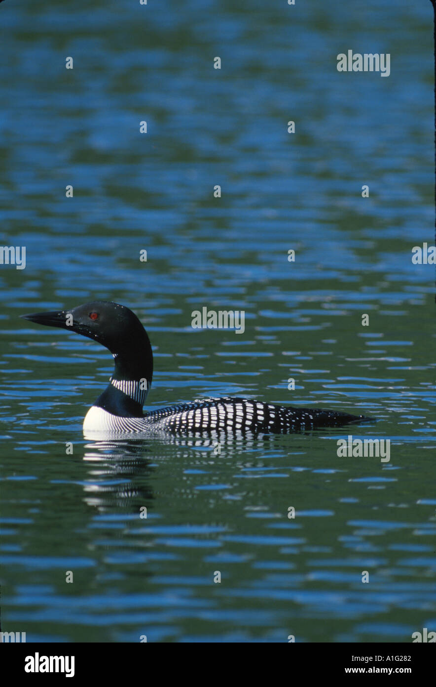 Common loon sitting on hi-res stock photography and images - Alamy