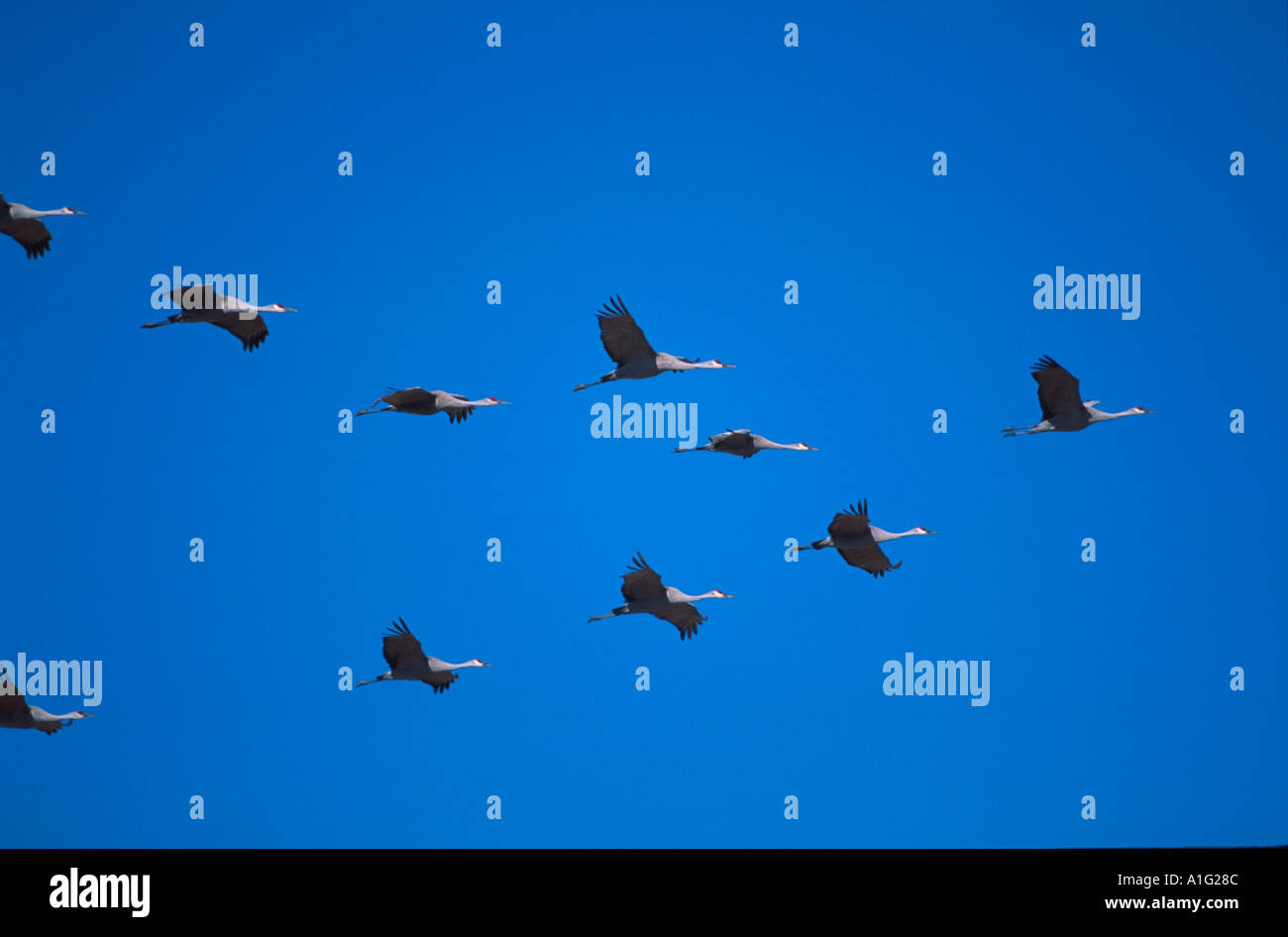 Sandhill Cranes in Flight Migrating New Mexico Stock Photo - Alamy Sandhill Cranes in Flight Migrating New Mexico Stock Photo - Alamy