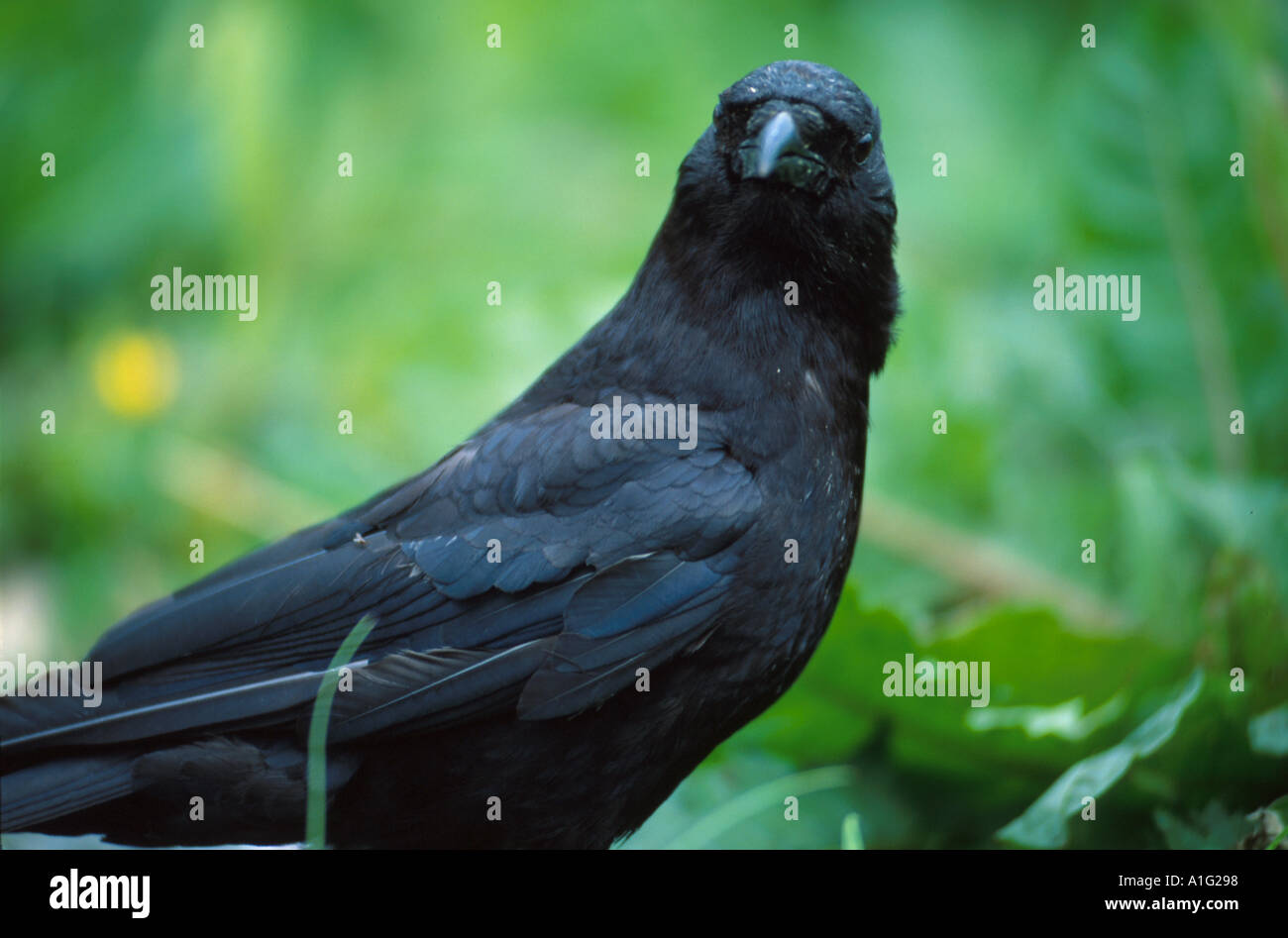 Alaskan raven hi-res stock photography and images - Alamy