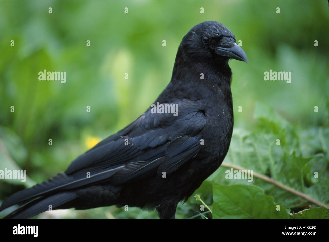 Alaskan state bird hi-res stock photography and images - Alamy