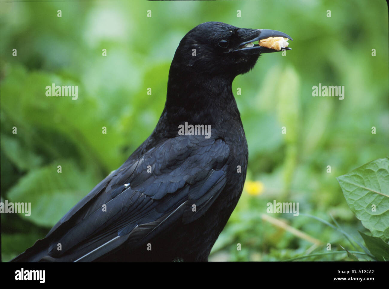 Alaskan raven hi-res stock photography and images - Alamy