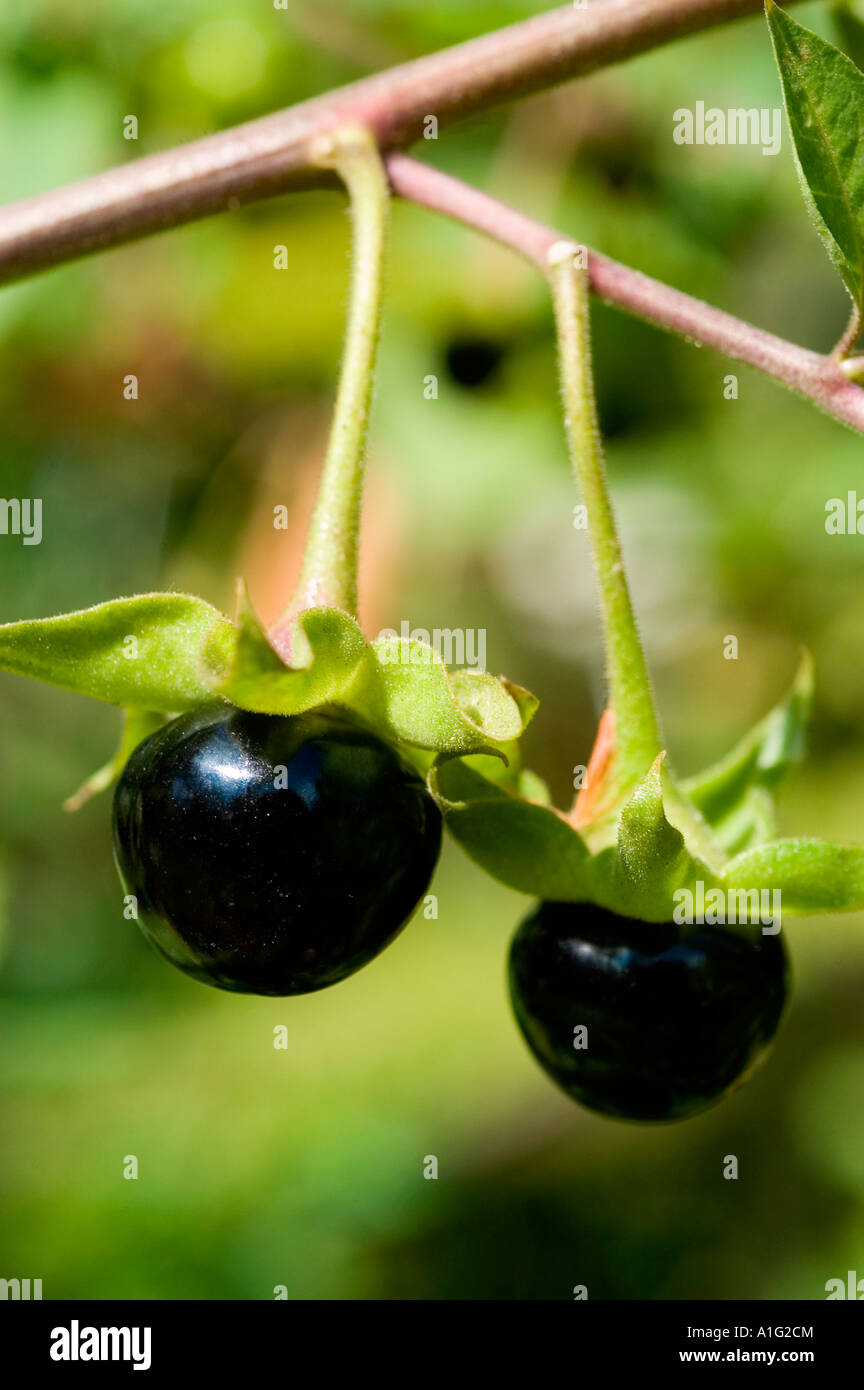 Black Deadly Nightshade berries on branch SOLANACEAE Atropa Belladonna ...