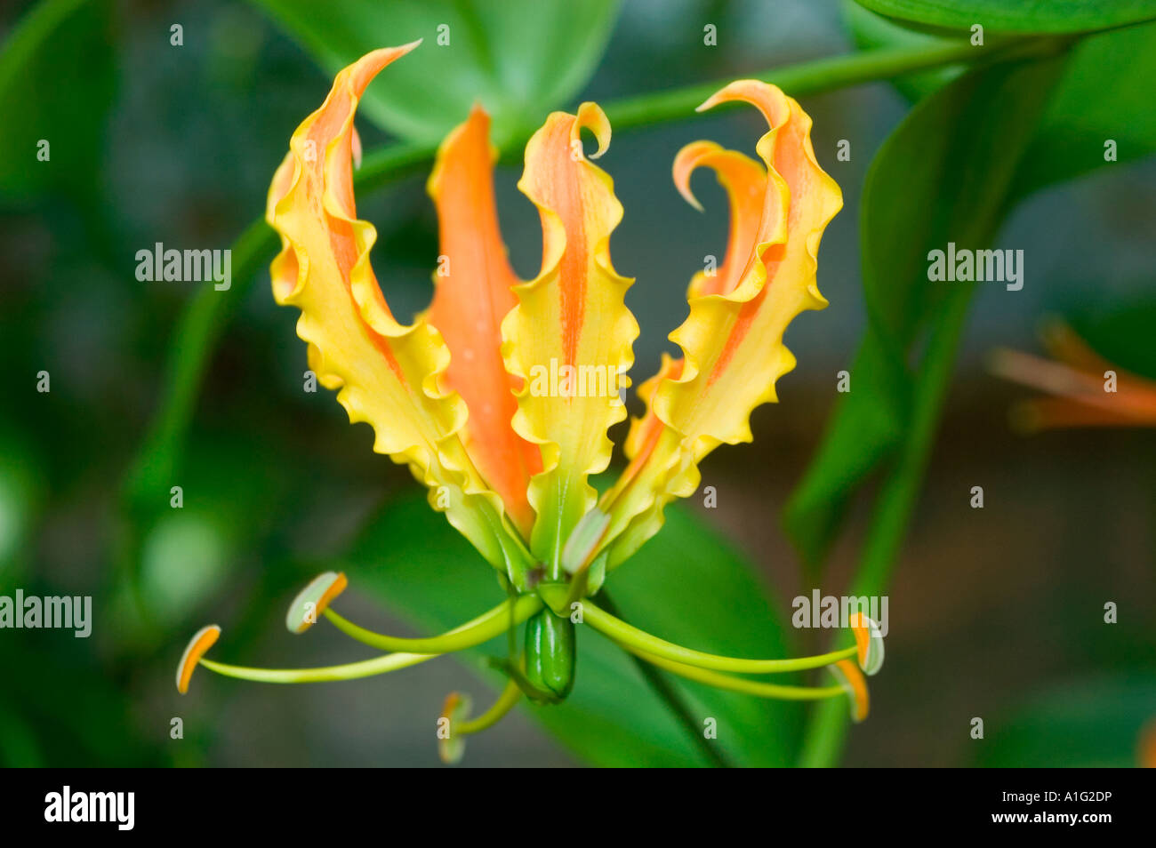 Gloriosa superba rothschildiana hi-res stock photography and images - Alamy