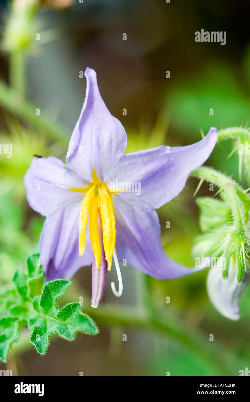 Yellow blue flower of watermelon nightshade Solanaceae Solanum ...