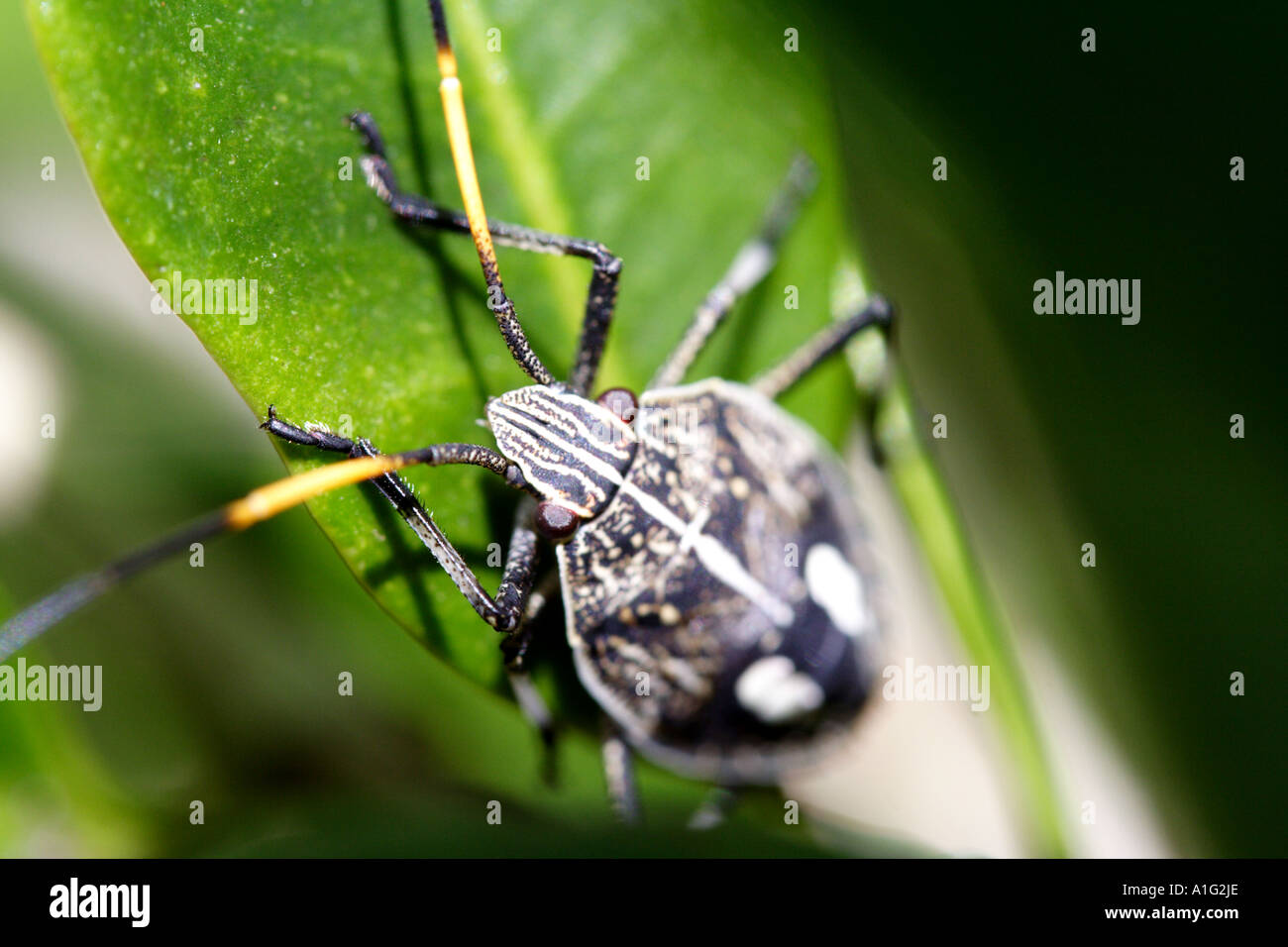Gum tree bug hi-res stock photography and images - Alamy