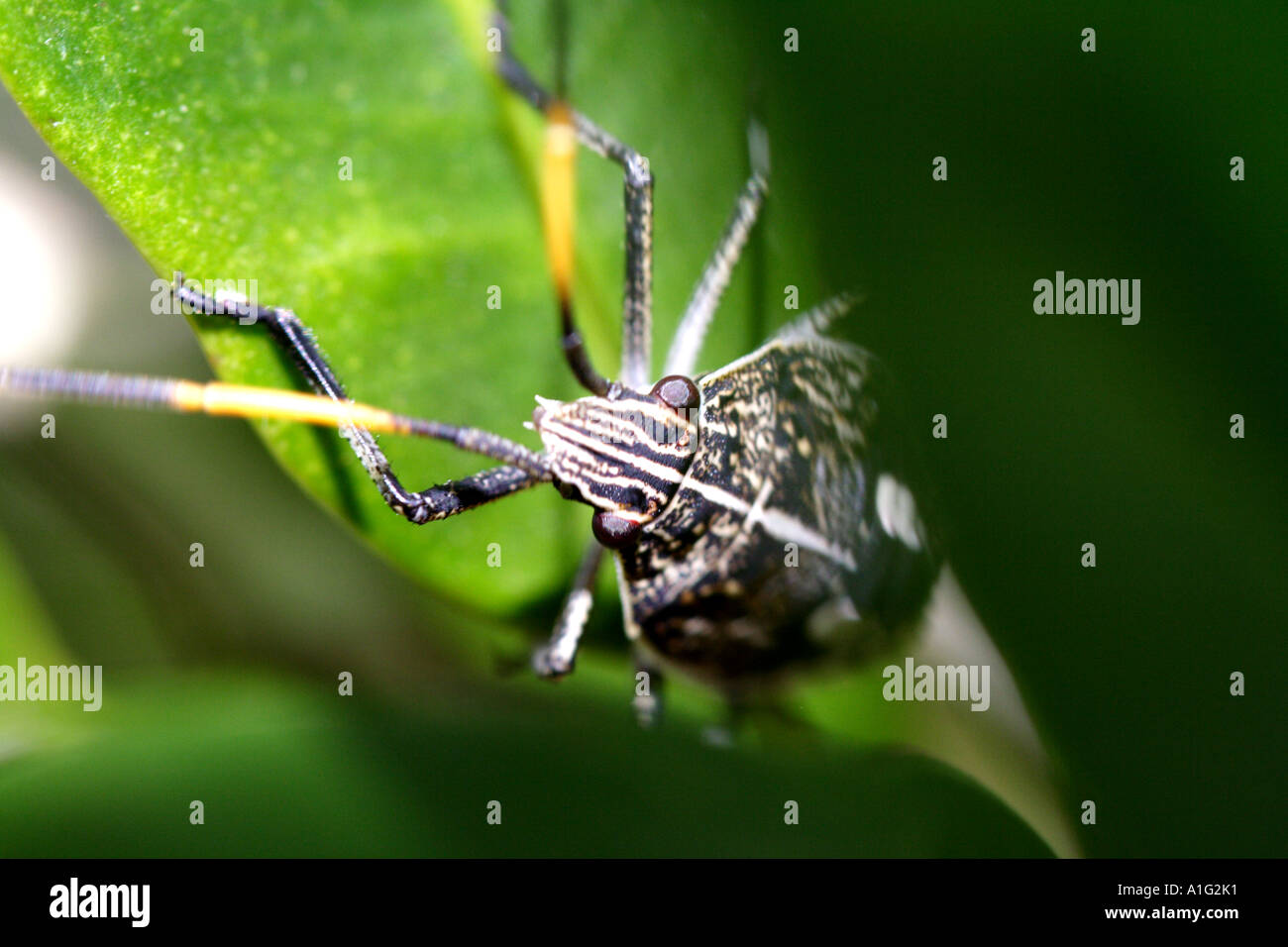 CLOSE UP OF A GUM TREE SHIELD BUG BAPDa4693 Stock Photo - Alamy