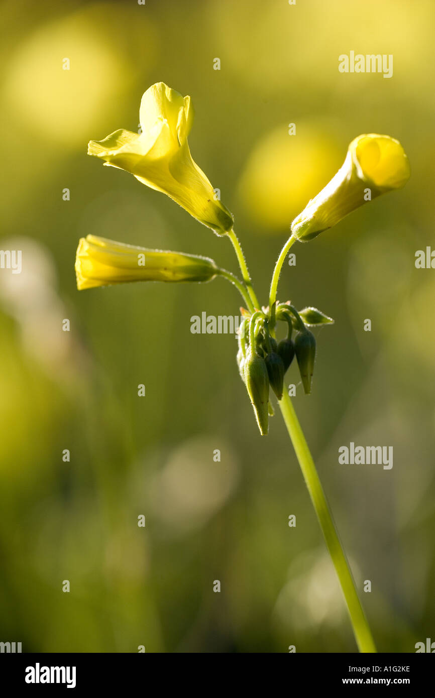 Yellow sour grass, Oxalis pes caprae, Spain Stock Photo - Alamy