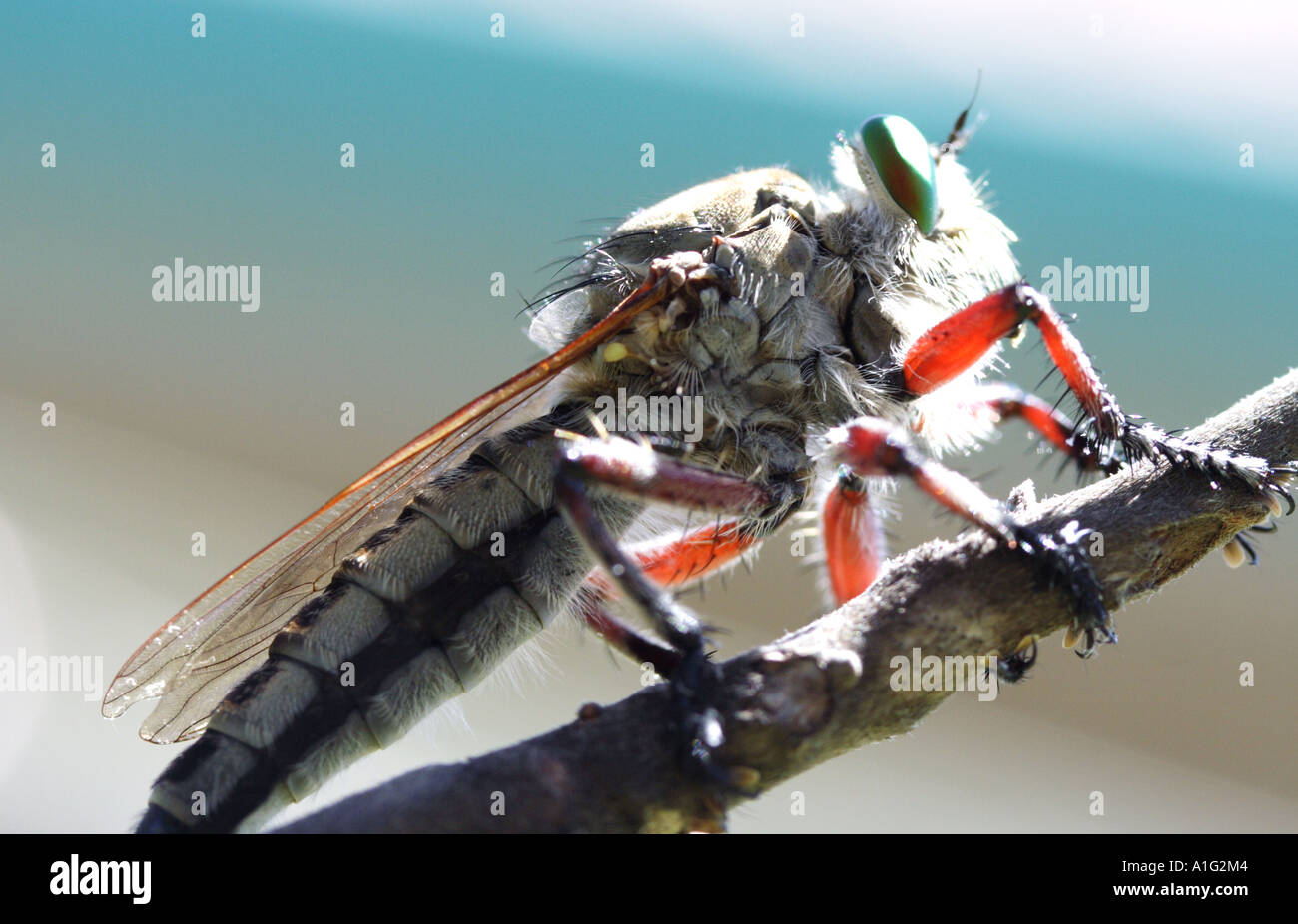 Six legged insects hi-res stock photography and images - Alamy