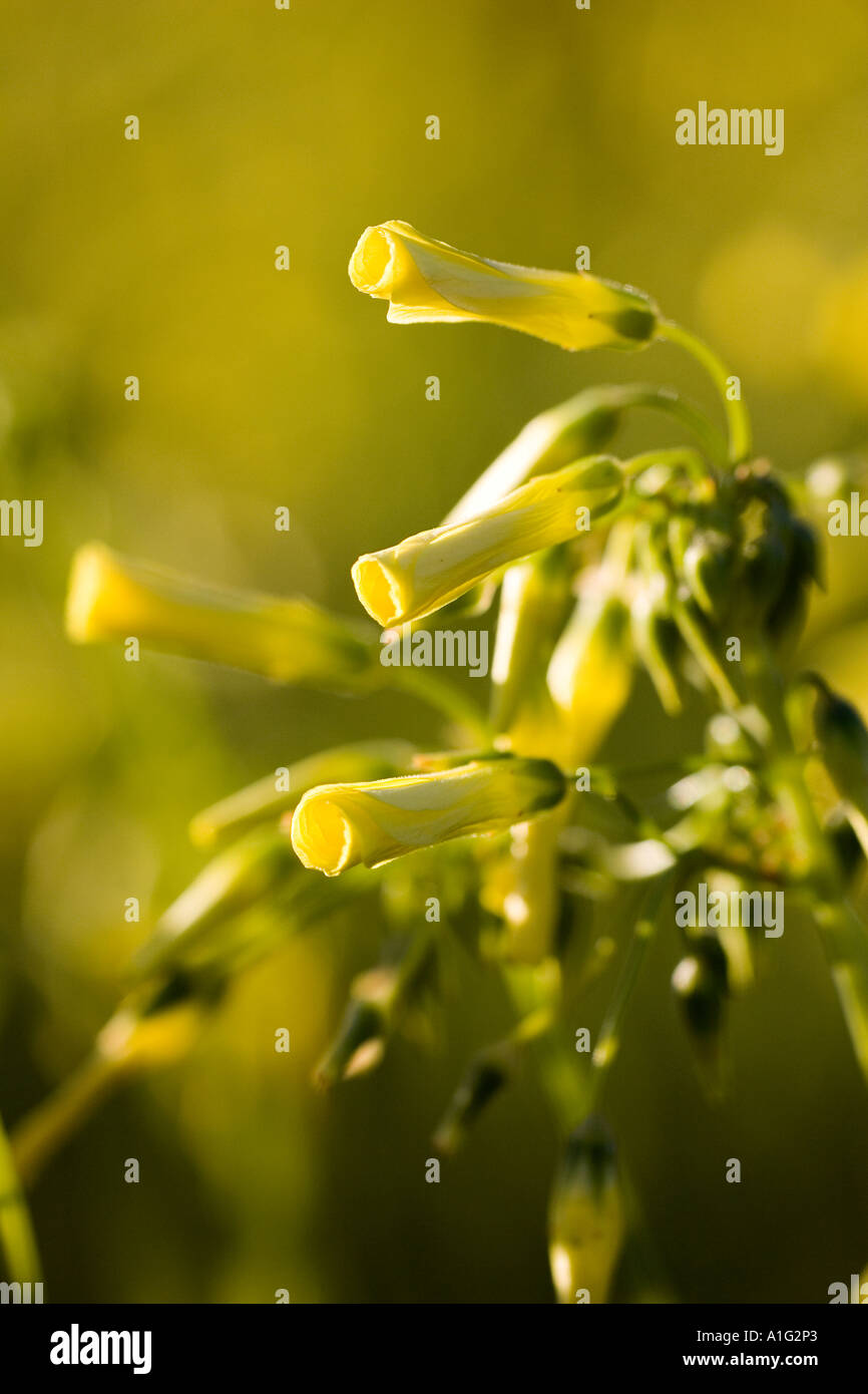 Sour grass hi-res stock photography and images - Alamy