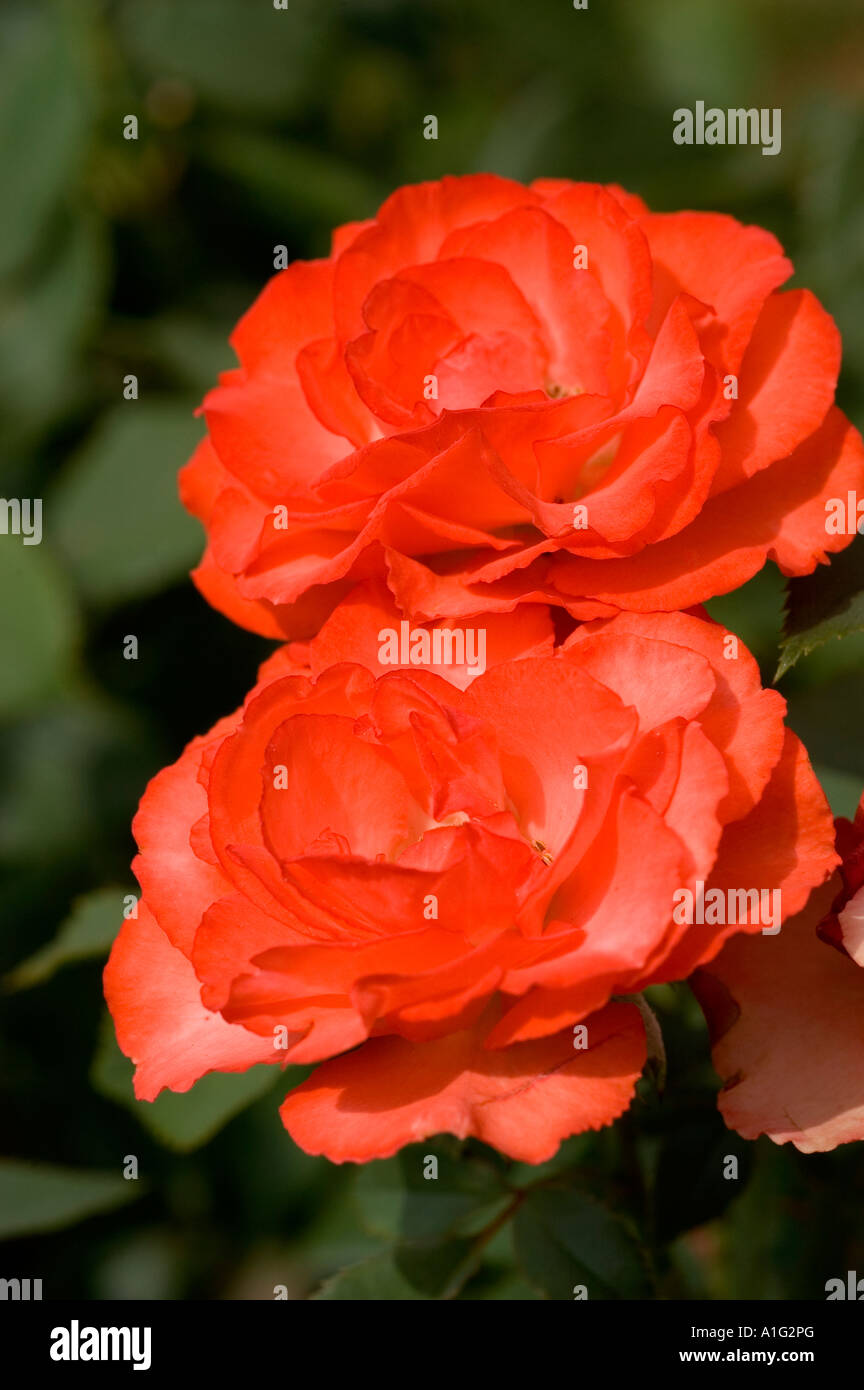 Pair of red roses Stock Photo - Alamy
