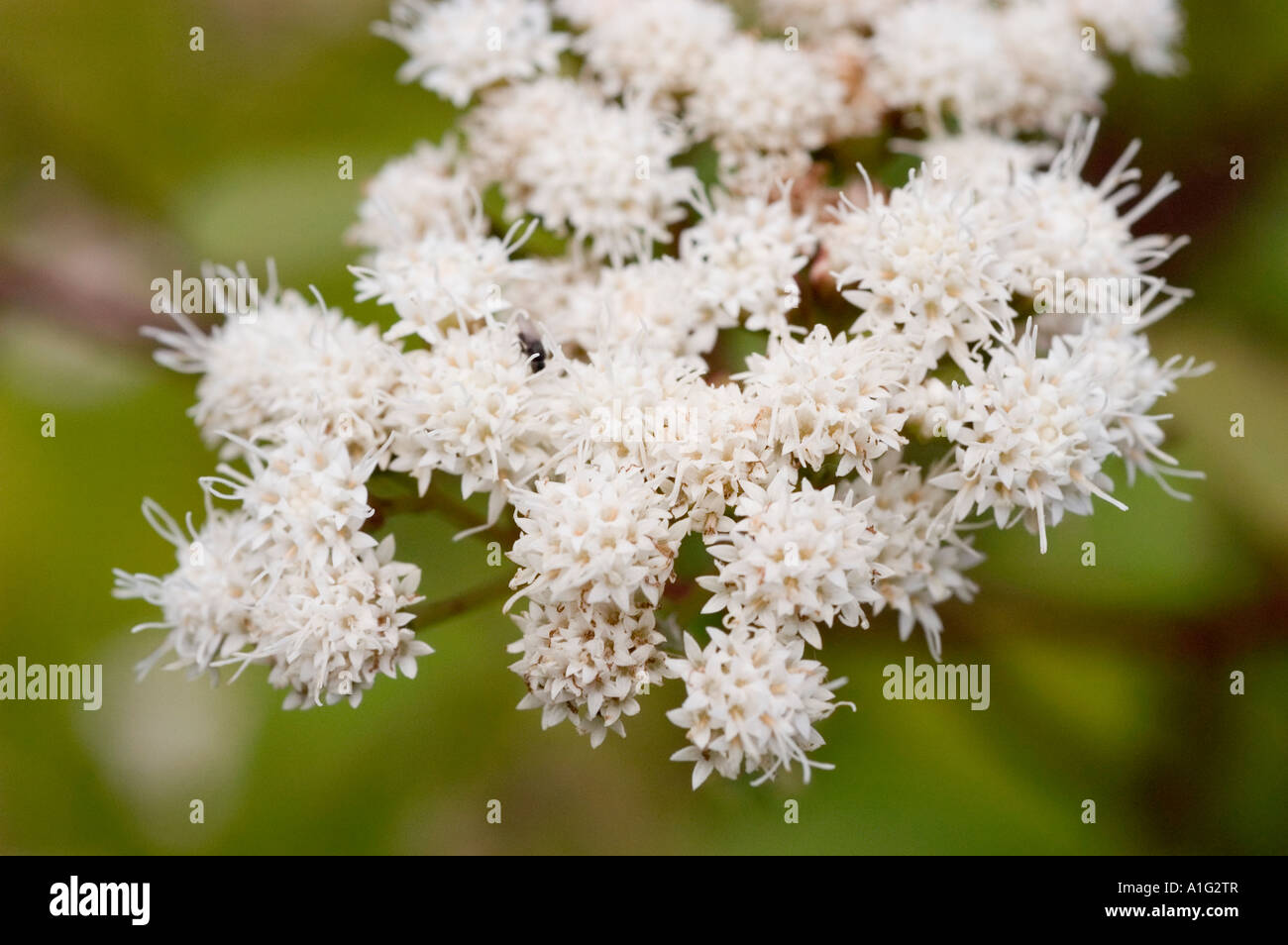 White Snakeroot Eupatorium ageratoides or Ageratina altissima America ...