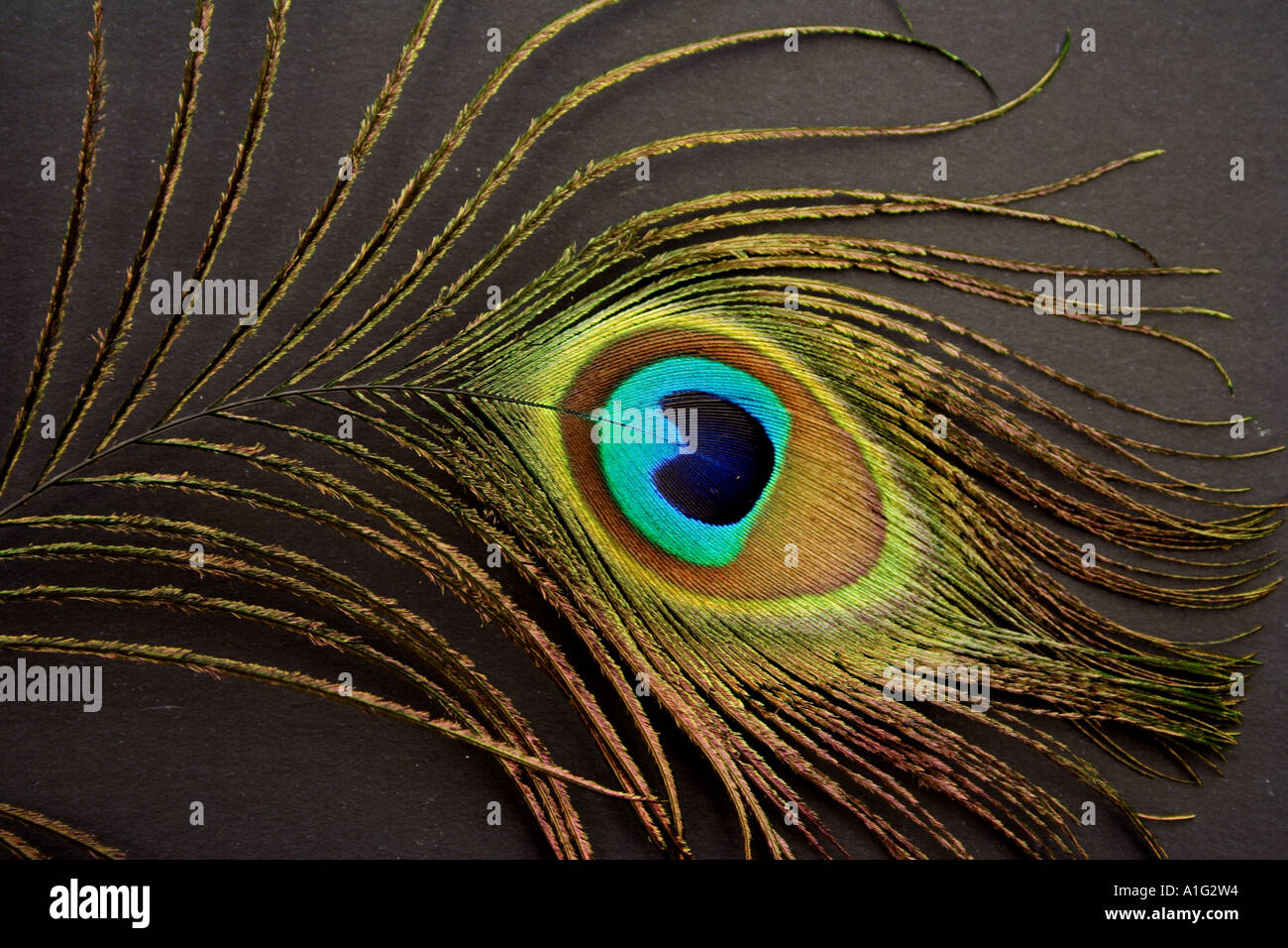 CLOSE UP OF THE EYE OF A PEACOCK FEATHER BLACK BACKGROUND Stock Photo ...
