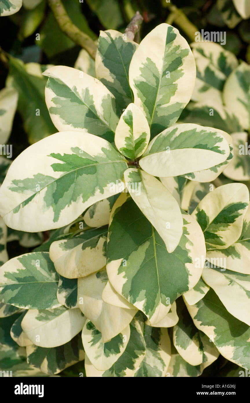 White green leaves of UMBRELLA CATCHBIRD TREE Nyctaginaceae Pisonia ...