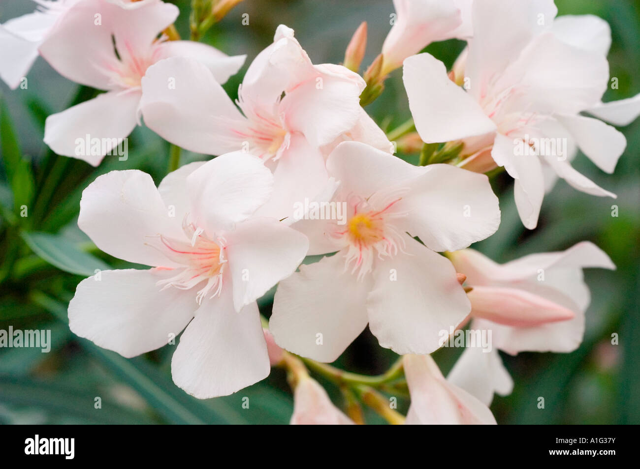 Var alba hi-res stock photography and images - Alamy