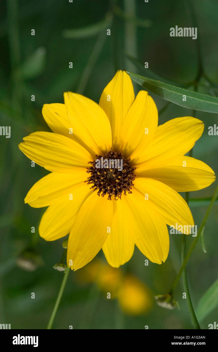 Yellow flowers of black eyed susan rudbeckia hirta Illinois USA Stock ...