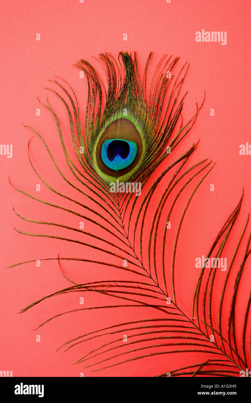 Peacock spreading colourful tail feather hi-res stock photography and ...