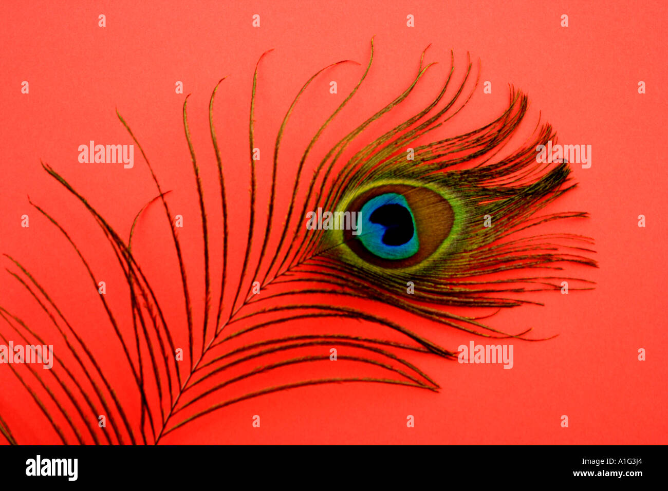 Peacock spreading colourful tail feather hi-res stock photography and ...