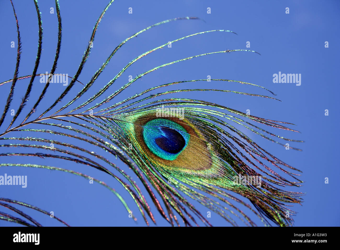 CLOSE UP OF A PEACOCK FEATHER Stock Photo - Alamy