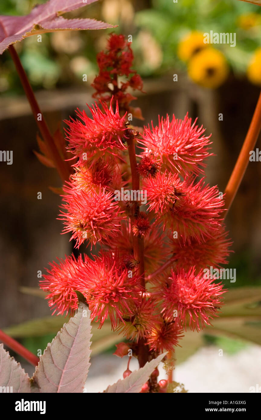 Red fruits of castor bean or castor oil plant Euphorbiaceae Ricinus ...