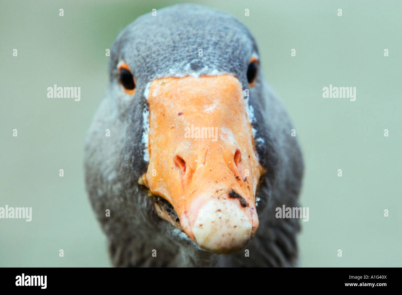 Silly goose hi-res stock photography and images - Alamy