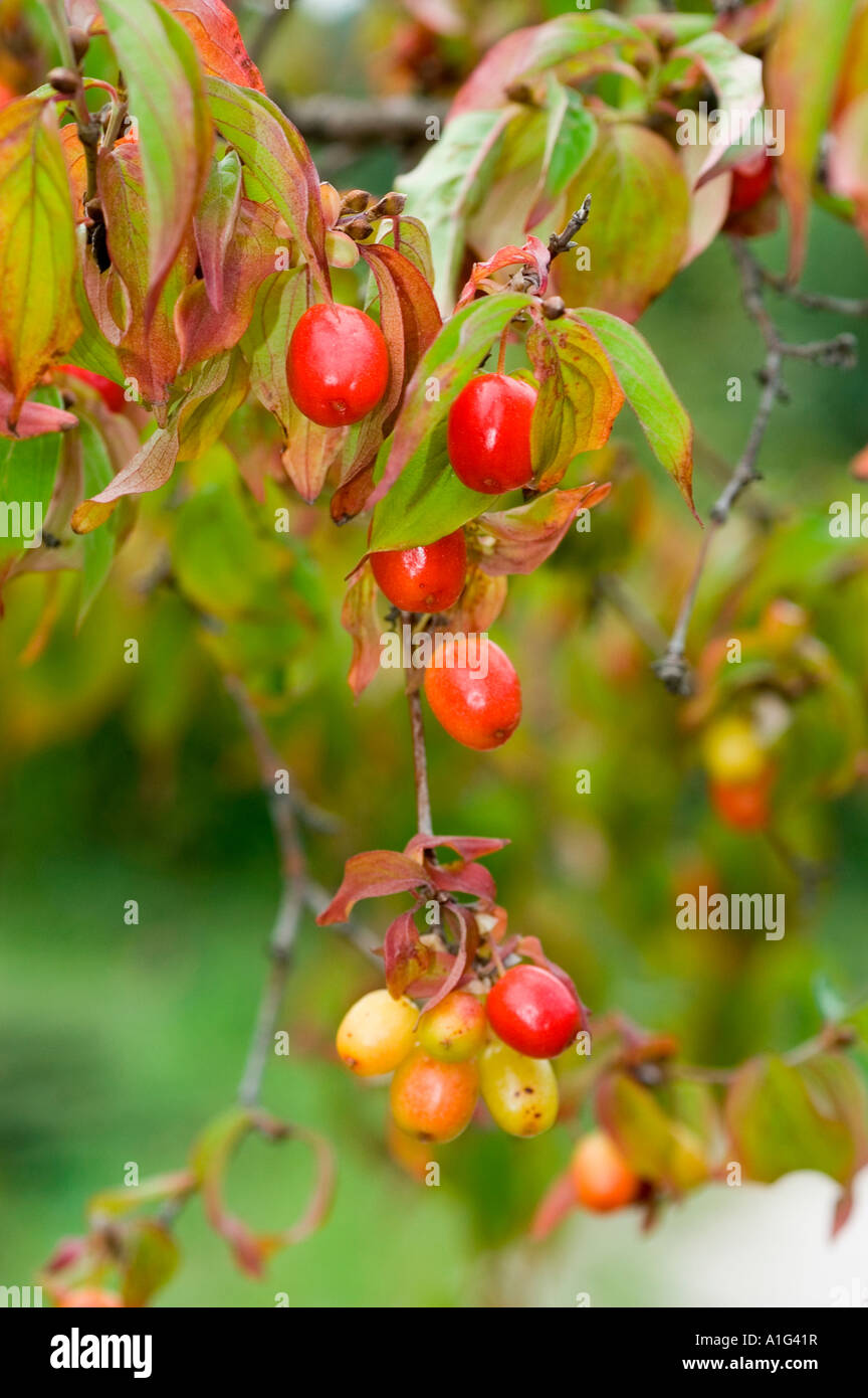 Red Cornelian cherry dogwood Cornaceae Cornus mas Stock Photo - Alamy