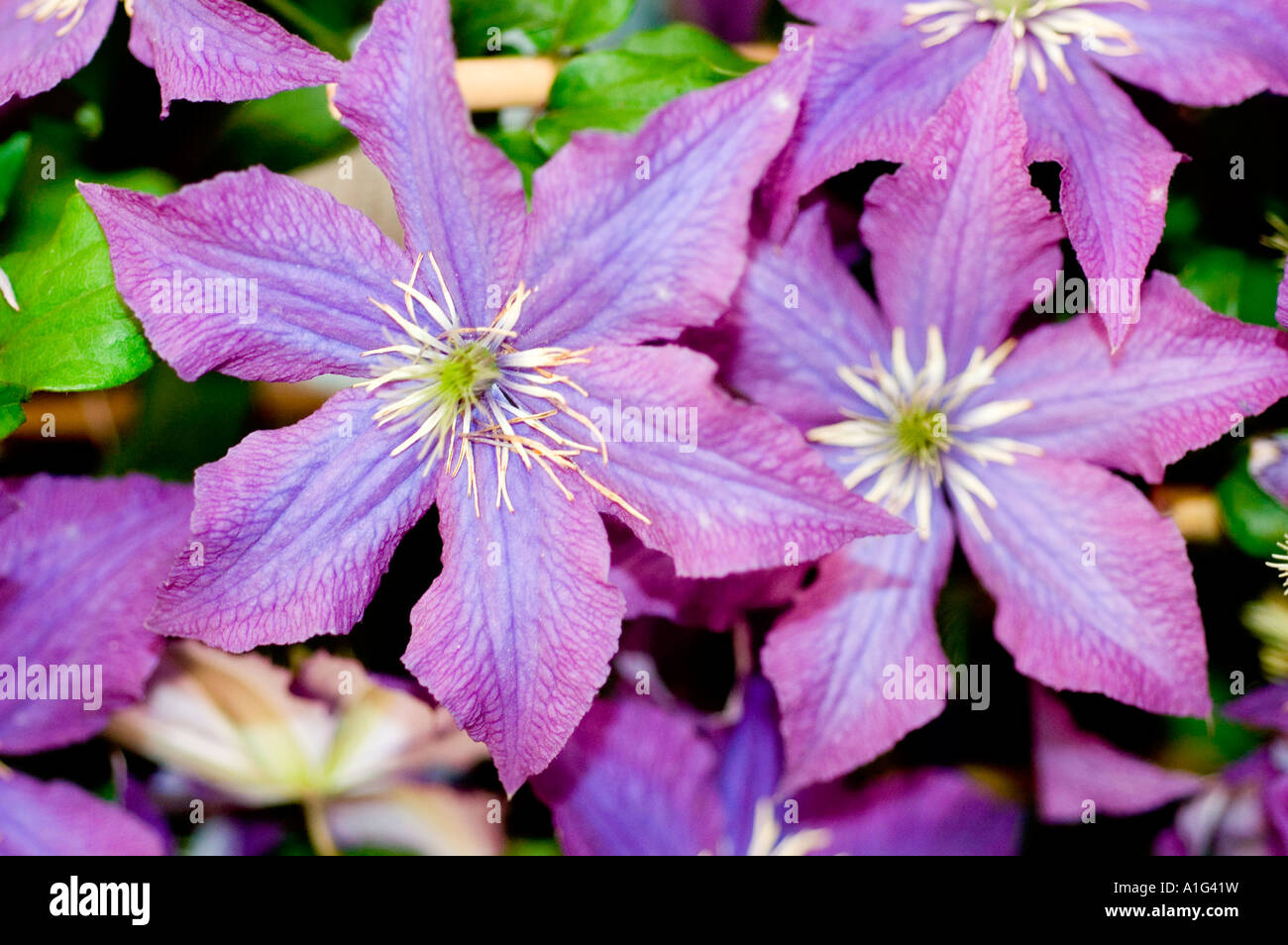 Big blue violet flowers of Japanese Clematis var Fujimusume Stock Photo ...