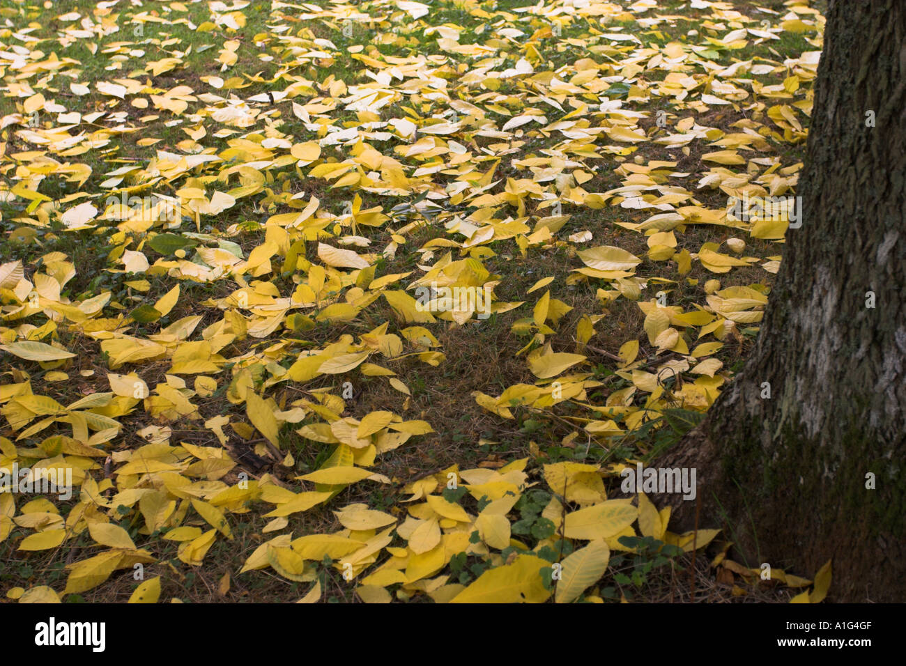 Carya hickory leaves hi-res stock photography and images - Alamy
