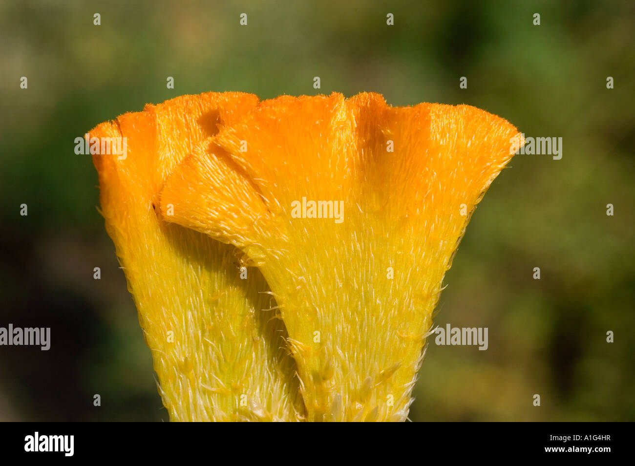 Yellow flower close up of Cockscomb Crista de galo Amaranthaceae ...