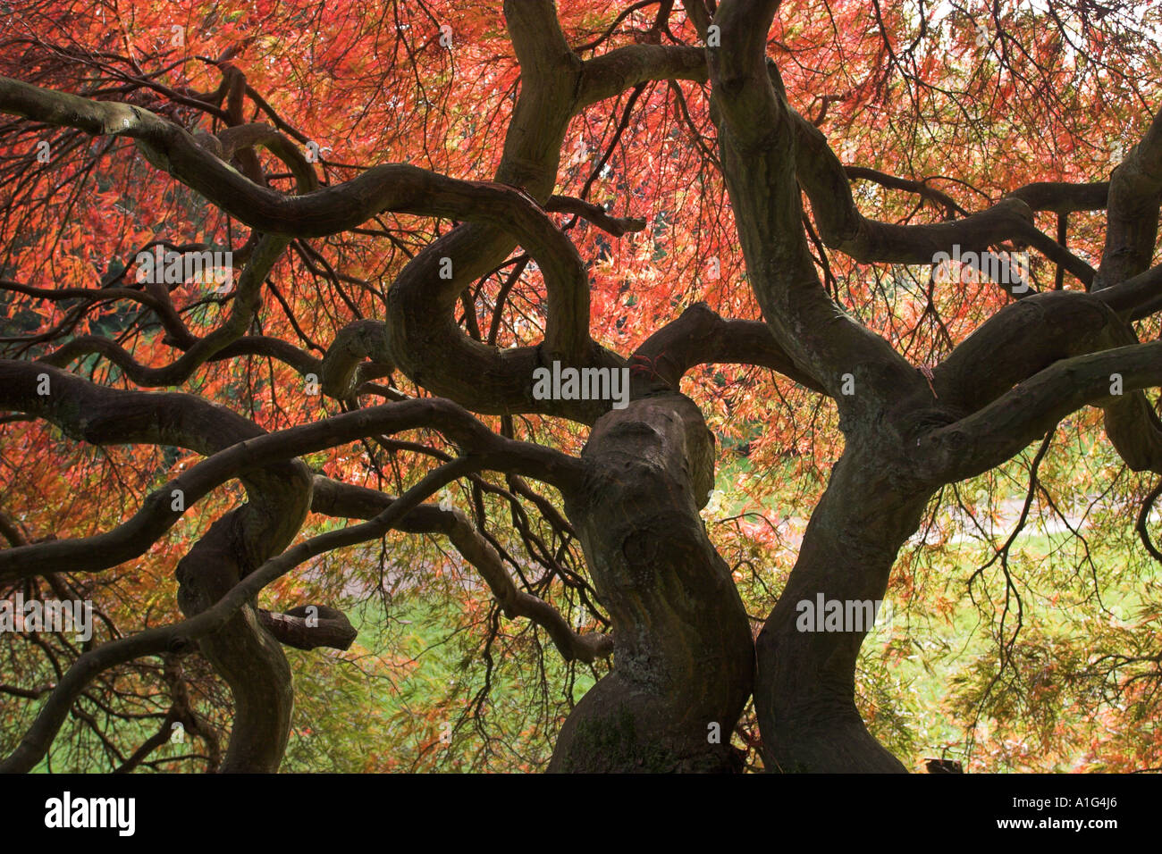 Acerpalmatum dissectum The twisted branches of an old Japanese Maple ...