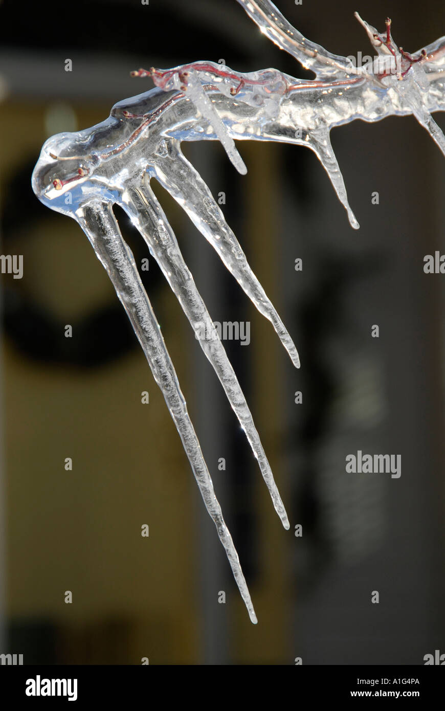 Ice cycles form as a result of temperatures going above the freezing ...