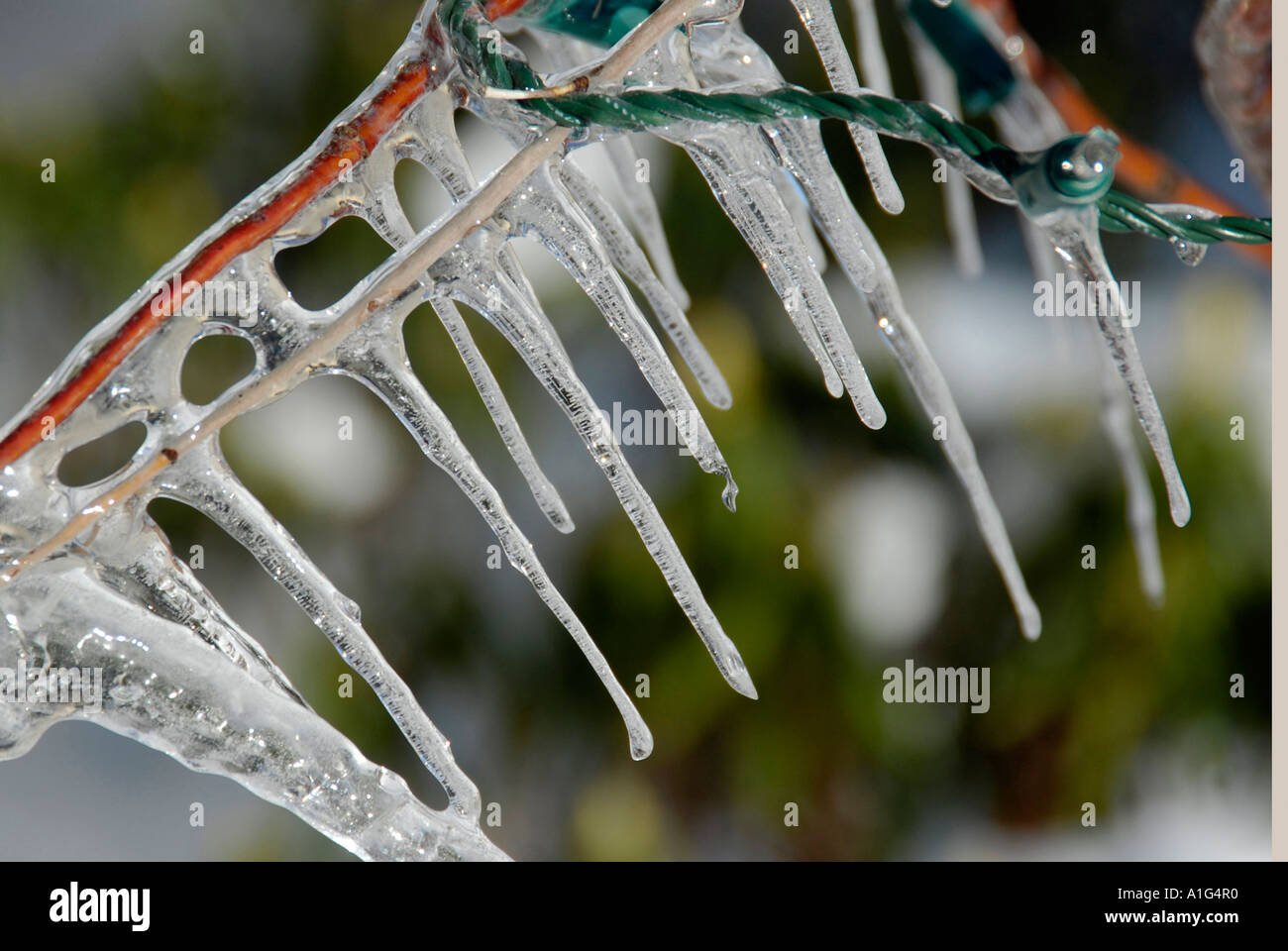 Ice cycles form as a result of temperatures going above the freezing ...