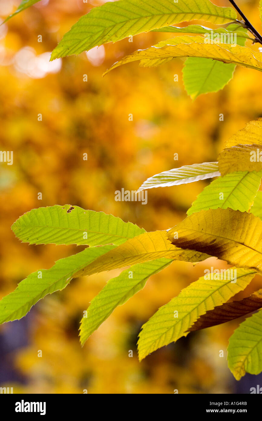 Chestnut leaves in fall Stock Photo - Alamy