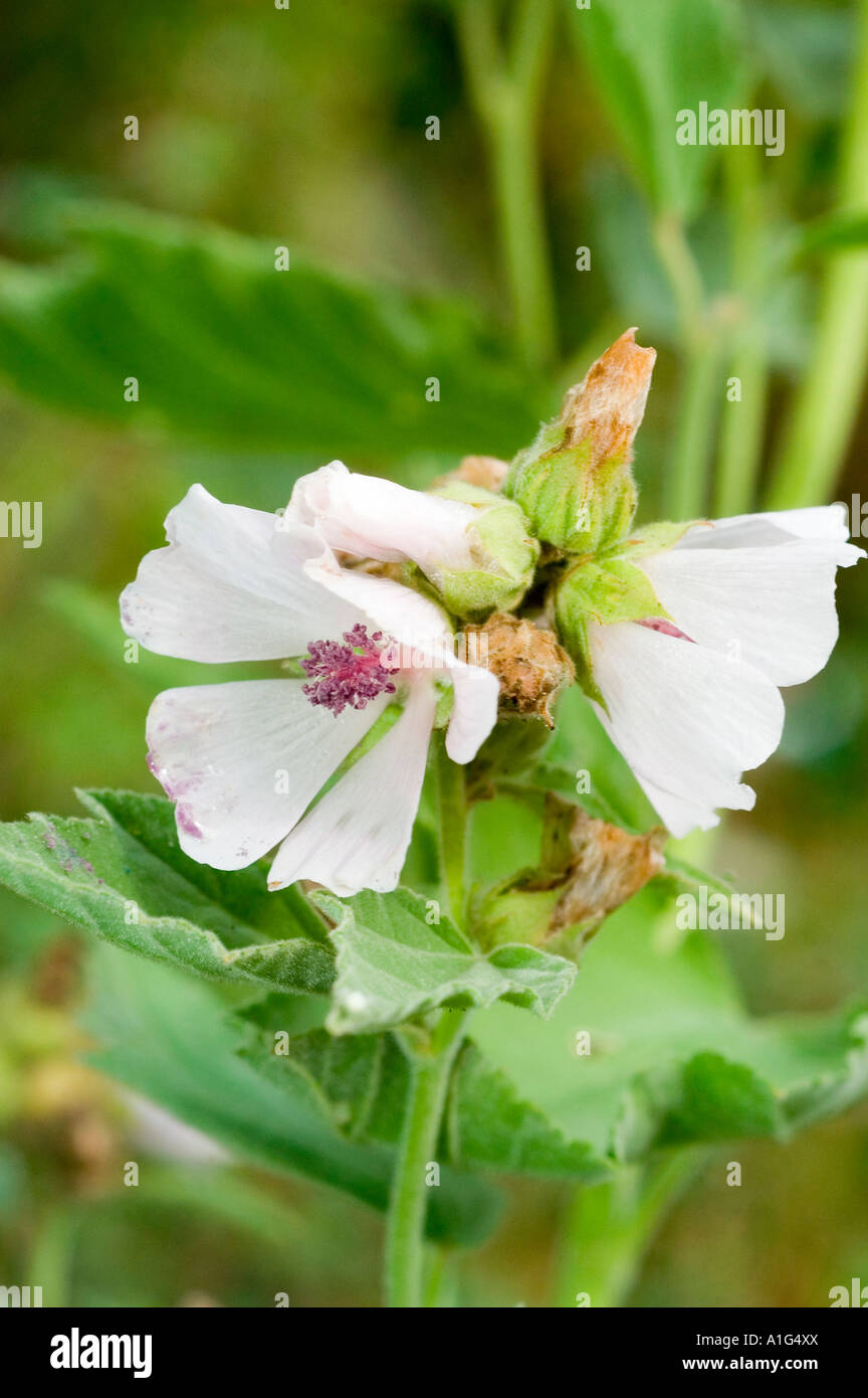 White flowers of Medicinal plant common marshmallow Malvaceae Althaea ...
