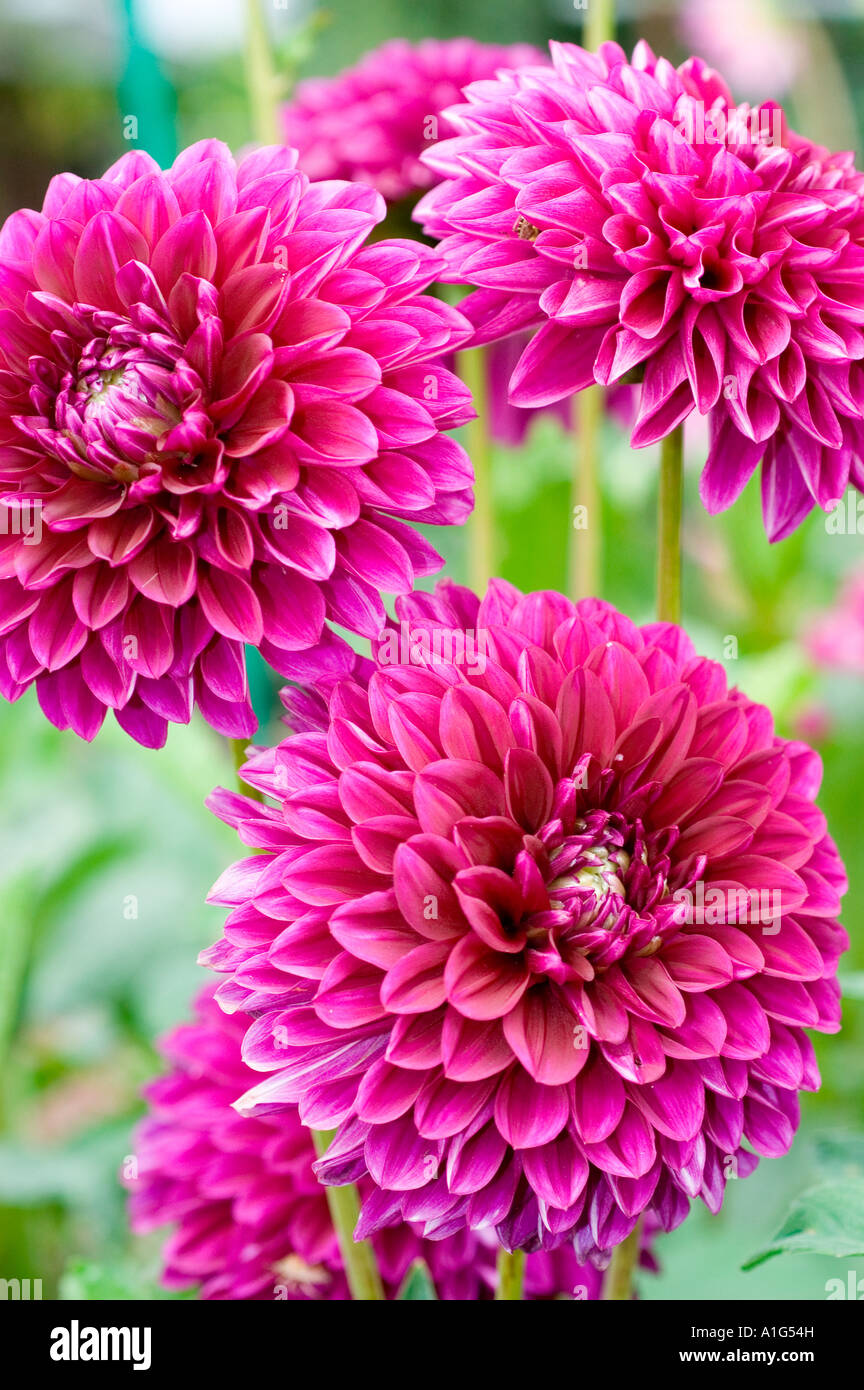 Deep red flowers hi-res stock photography and images - Alamy