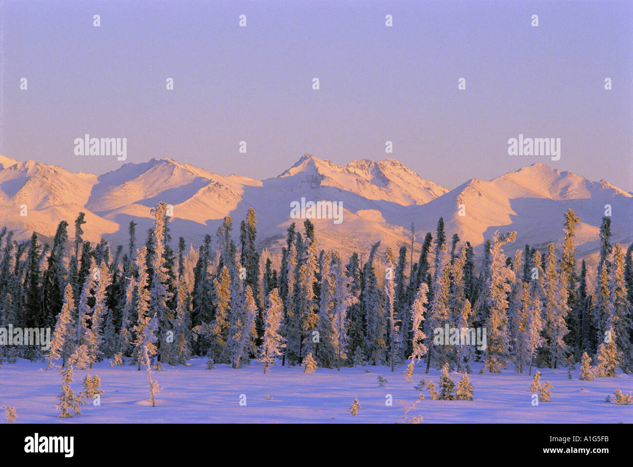 Snow Covered Trees Winter Chugach Mts AK Stock Photo - Alamy
